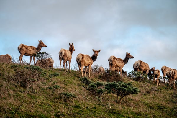 10 Best Hikes in Point Reyes National Seashore - Fit Living Lifestyle