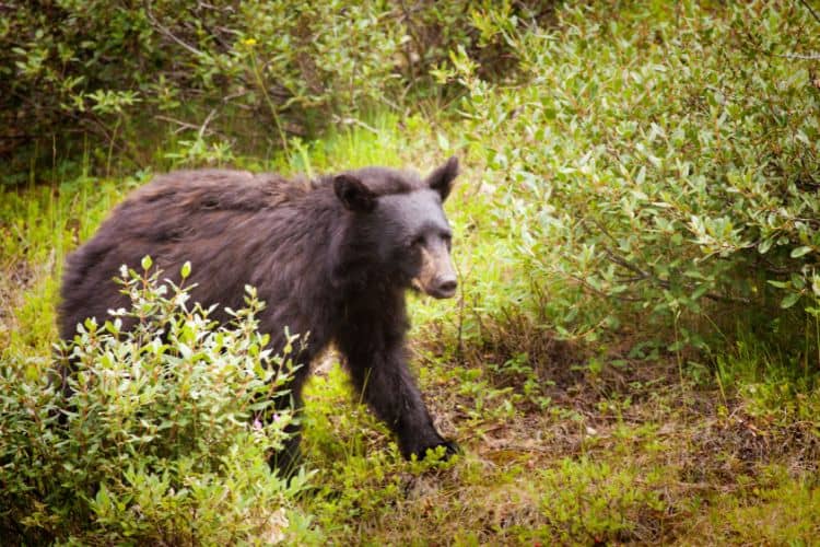 Guide to 7 Easy Banff Hikes for Unparalleled Beauty
