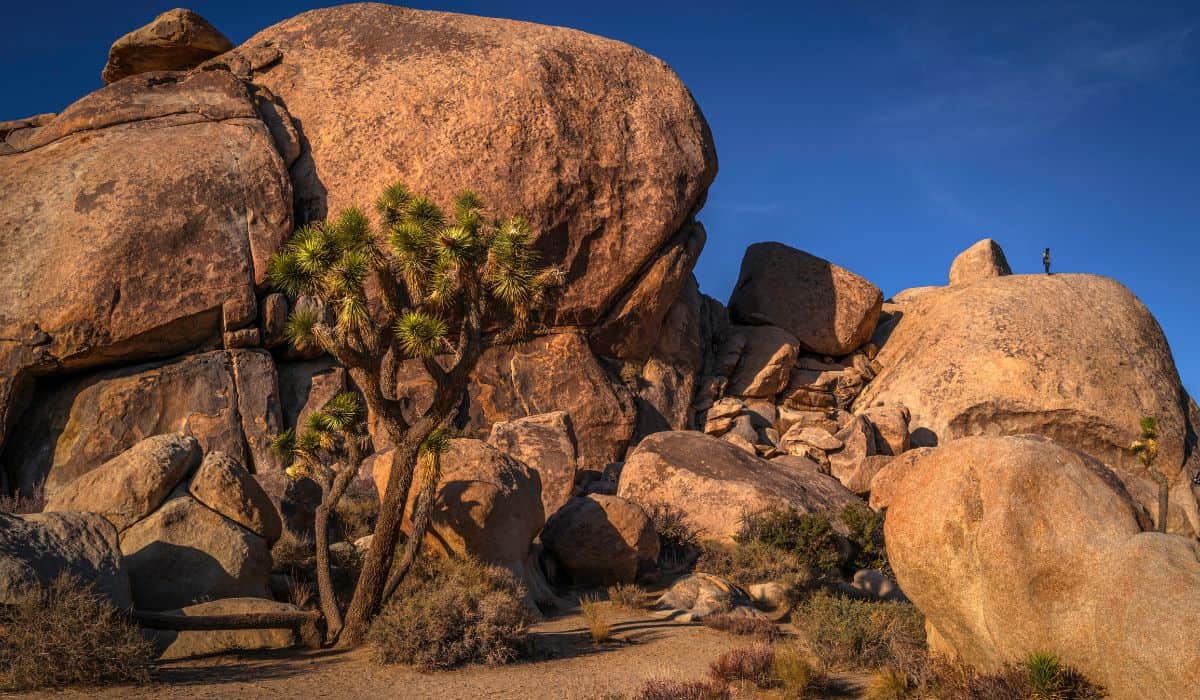 15 Best Hikes at Joshua Tree National Park