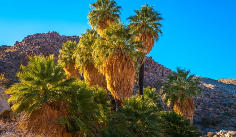15 Best Hikes at Joshua Tree National Park